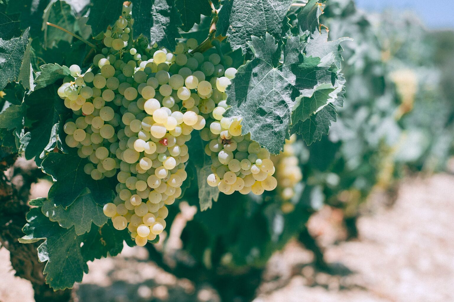 Descubre cuándo es el momento perfecto para plantar una parra y mejor ...